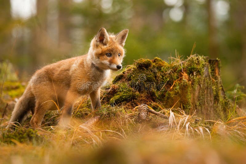 Fox stock photo. Image of animal, vulpine, white, puppy - 91007864