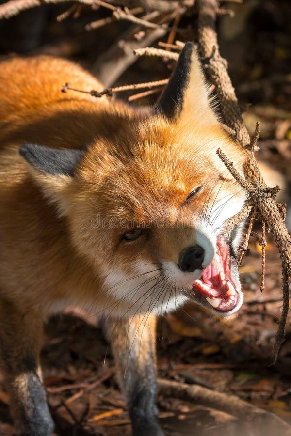 Wild Red Fox with Open Face. Stock Photo - Image of canine, great ...
