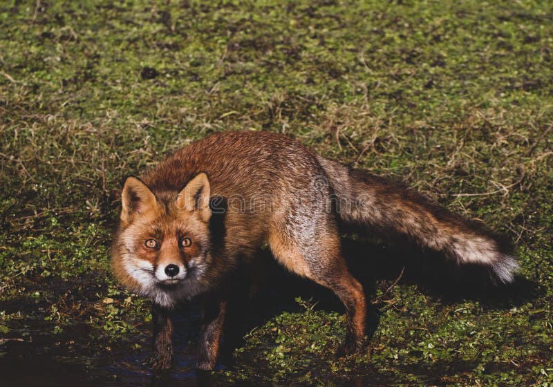 Fox stock photo. Image of animal, nature, wildlife, wild - 179221740