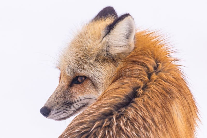 Fox, Wildlife, Red Fox, Fur Picture. Image: 101451968