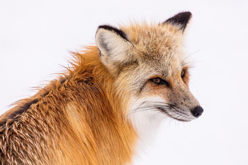 Fox, Wildlife, Red Fox, Mammal Picture. Image: 95906024