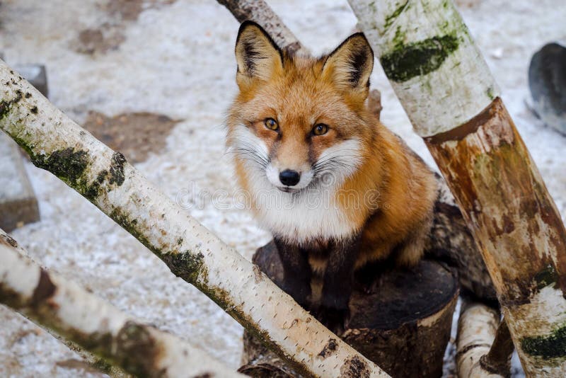Fox in winter stock photo. Image of beast, scent, portrait - 134785994