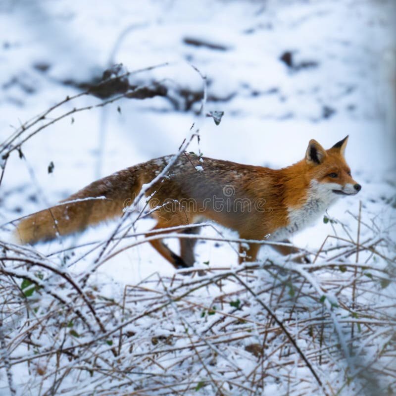 Fox in winter stock photo. Image of tree, deer, frost - 304582368