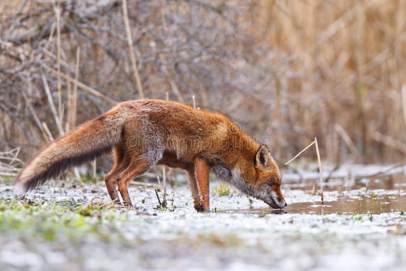 583 Fox Side View Photos - Free & Royalty-Free Stock Photos from Dreamstime