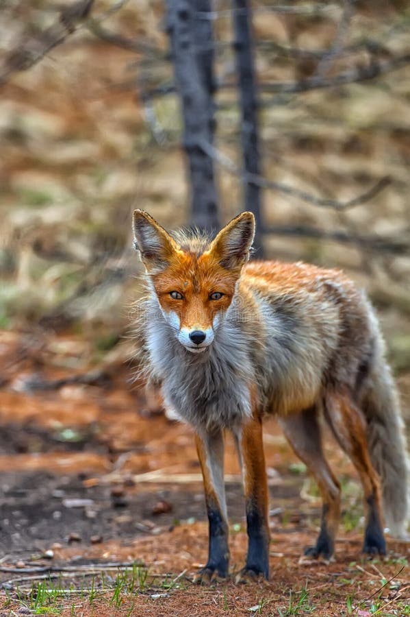 Fox in the woods stock photo. Image of field, forest - 116443702