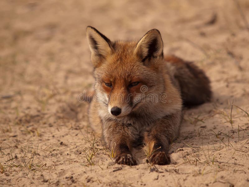 Fox stock photo. Image of sand, wildlife, carnivora, vulpes - 39224884
