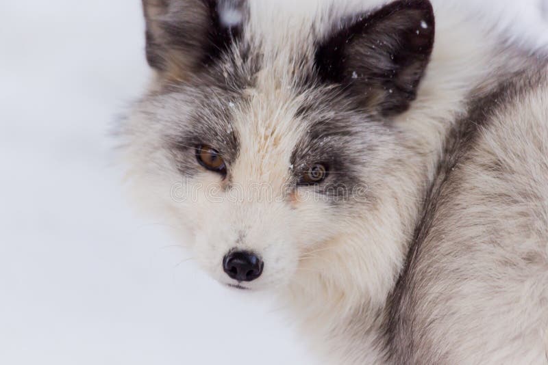 Fox and Snow stock image. Image of juvenile, friendly - 265675391