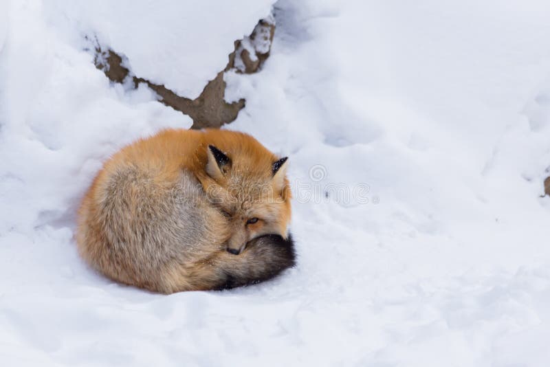 Fox and Snow stock image. Image of lamb, friendly, japan - 265675421