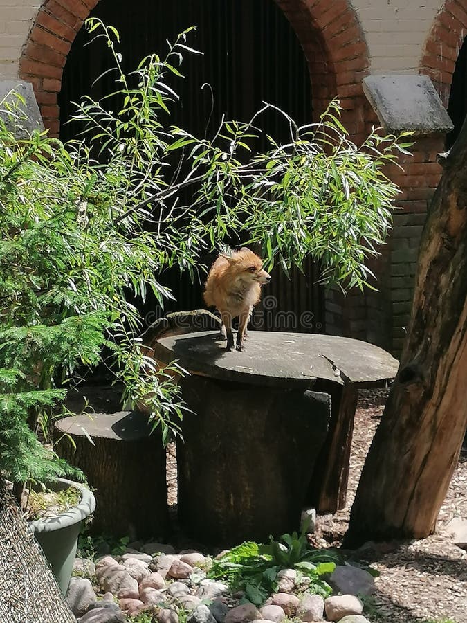 Fox at the zoo stock image. Image of tree, branch, green - 191229885