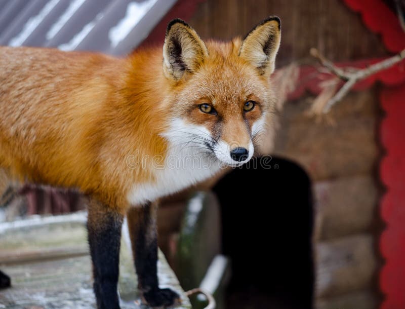 Fox at the zoo stock photo. Image of predator, folklore - 134785984