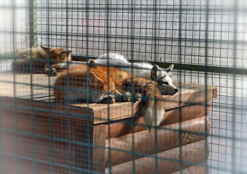 Fox in a zoo. stock photo. Image of animals, nature, white - 51739470