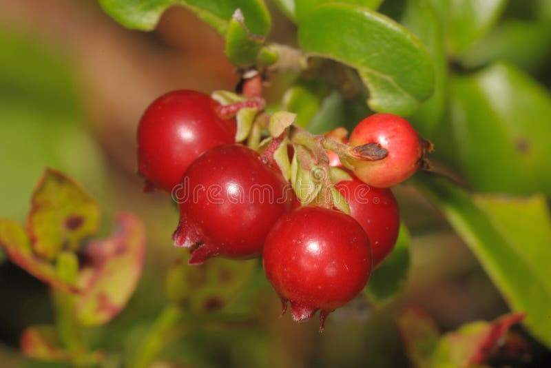 Foxberries stock photo. Image of lettuce, cowberry, food - 44052198