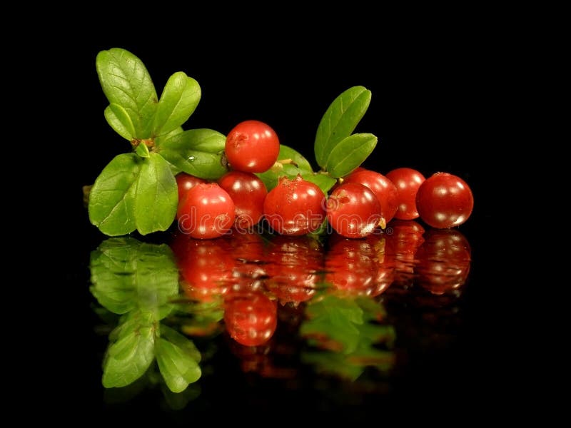Foxberry stock image. Image of foxberry, branch, berry - 34606299