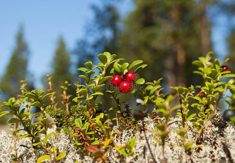 Foxberry arkivfoto. Bild av bär, skog, växt, äng, brigham - 33536512
