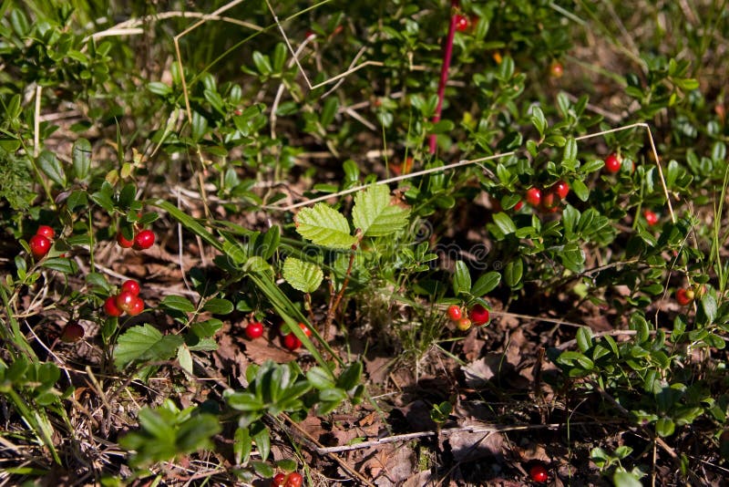 Foxberry background stock photo. Image of cowberry, foxberry - 12317776