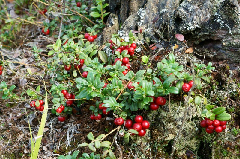 Foxberry stock photo. Image of pile, berry, early, ripe - 34606280