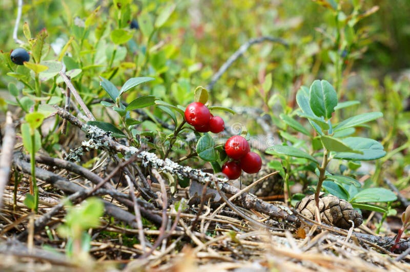 Foxberry (Arctostaphylos stock image. Image of arctostaphylos - 148895343