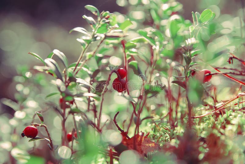 Foxberry stock image. Image of foxberry, branch, berry - 34606299