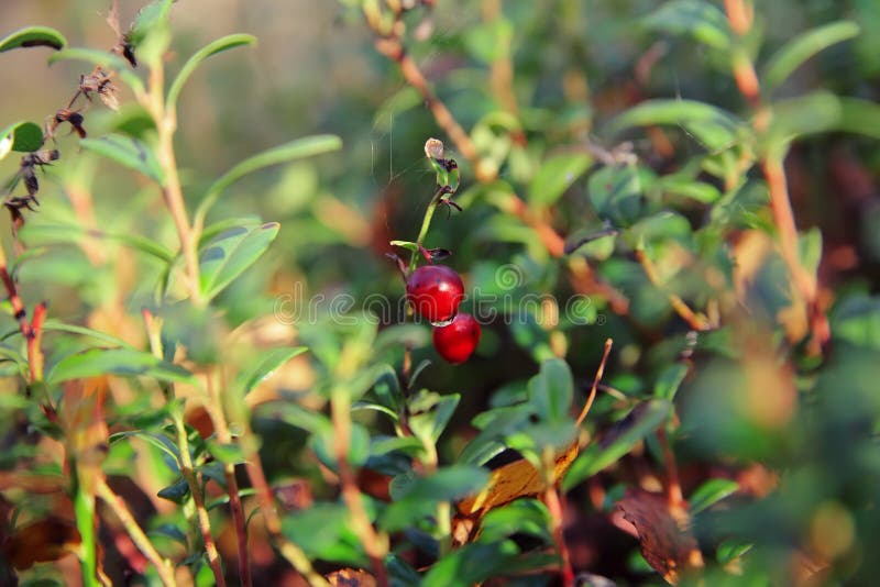 Foxberry stock image. Image of soft, forest, branch, healthy - 34606335