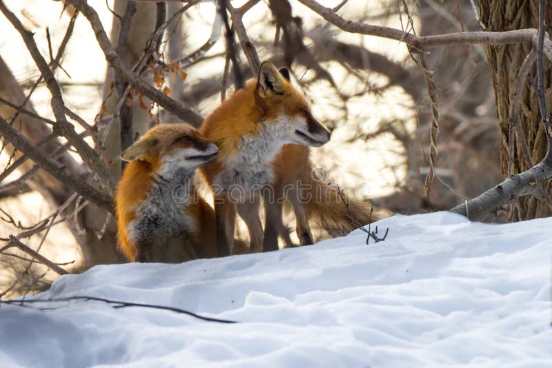 Foxes Stock Photos - Download 3,753 Royalty Free Photos