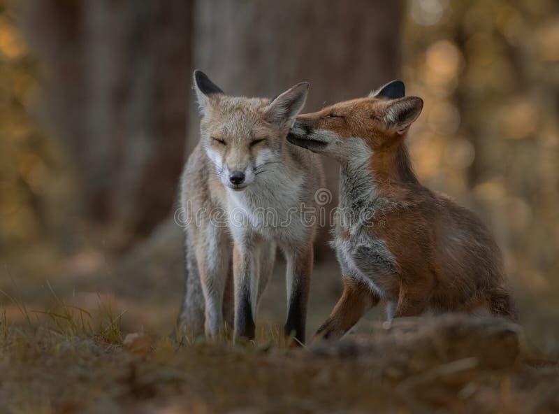 Foxes Interacting in the Forest in Autumn Stock Photo - Image of foxes ...