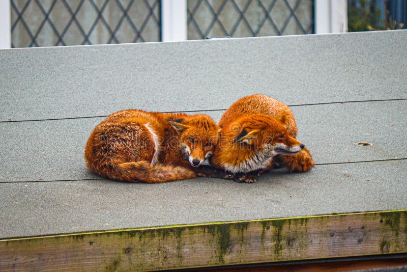 Foxes sleeping together stock image. Image of wood, together - 239633449