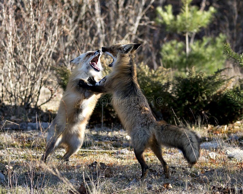 Red Fox Photo Stock. Foxes Trotting, Playing, Fighting with a Behavior ...