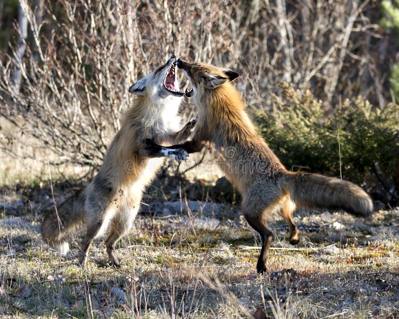Red Fox Photo Stock. Foxes Trotting, Playing, Fighting with a Behaviour ...