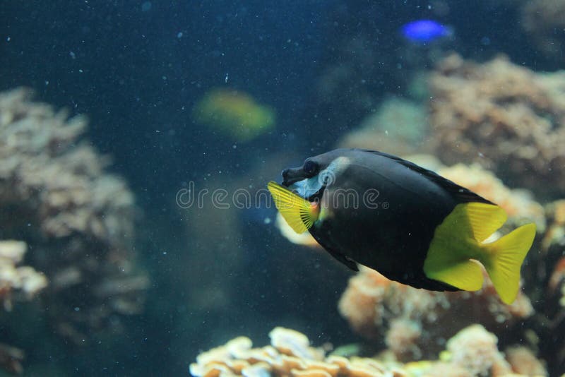 Foxface Bicolore (siganus Uspi) Fotografia Stock - Immagine di esotico ...