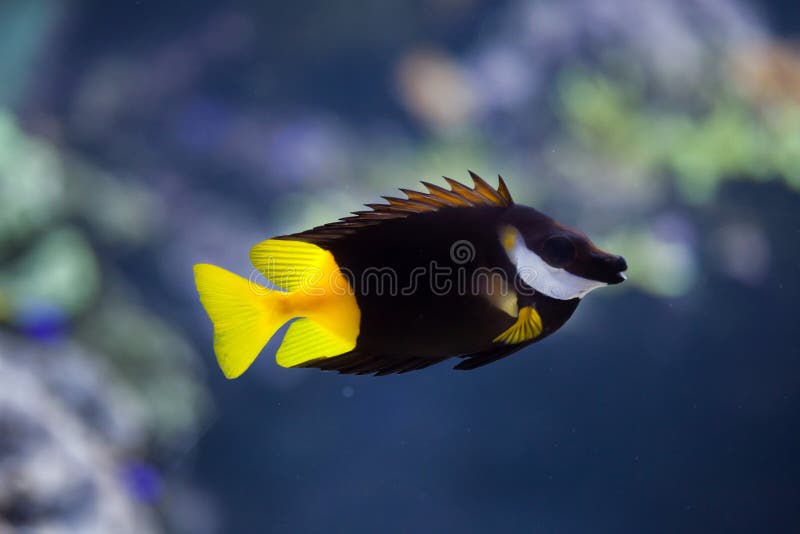 Foxface Bicolore (siganus Uspi) Fotografia Stock - Immagine di esotico ...