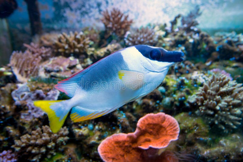 Foxface fish stock image. Image of rabbitfish, water - 72137173