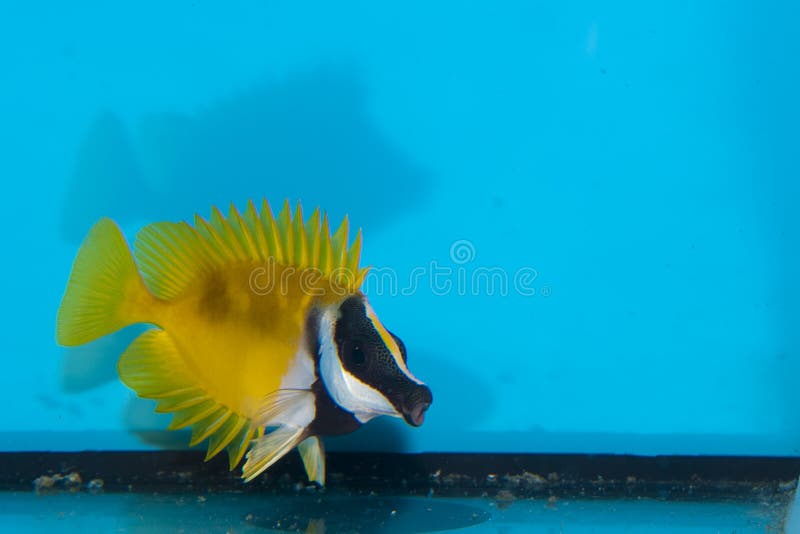 Foxface Lo in Aquarium stock photo. Image of reef, siganus - 13092958