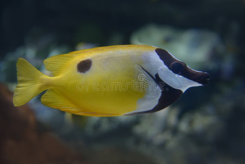 788 Rabbitfish Stock Photos - Free & Royalty-Free Stock Photos from ...