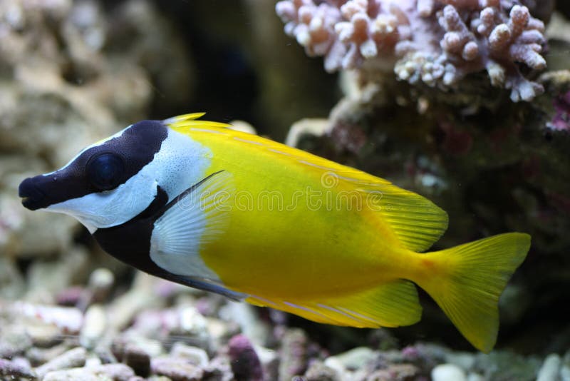 Foxface Rabbitfish stock image. Image of vulpinus, marine - 8665039