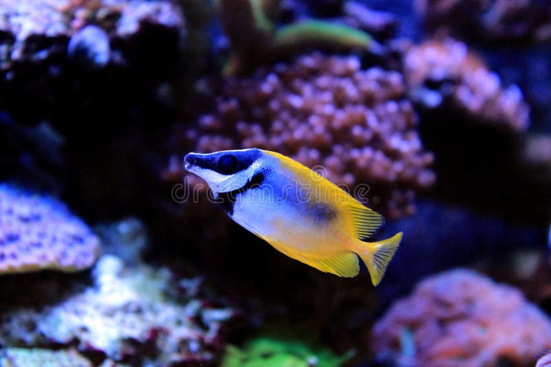 Foxface Rabbitfish in Aquarium Stock Image - Image of reef, oceanlife ...