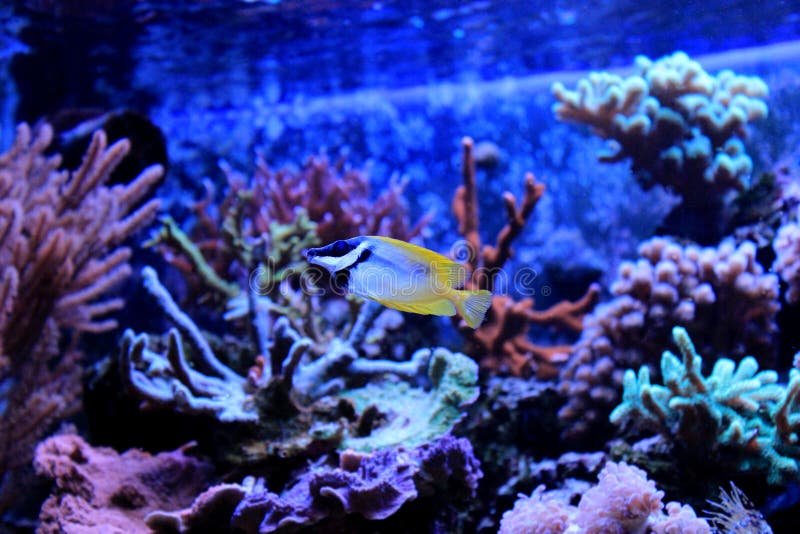 Foxface Rabbitfish in Aquarium Stock Image - Image of abstact, rabbit ...