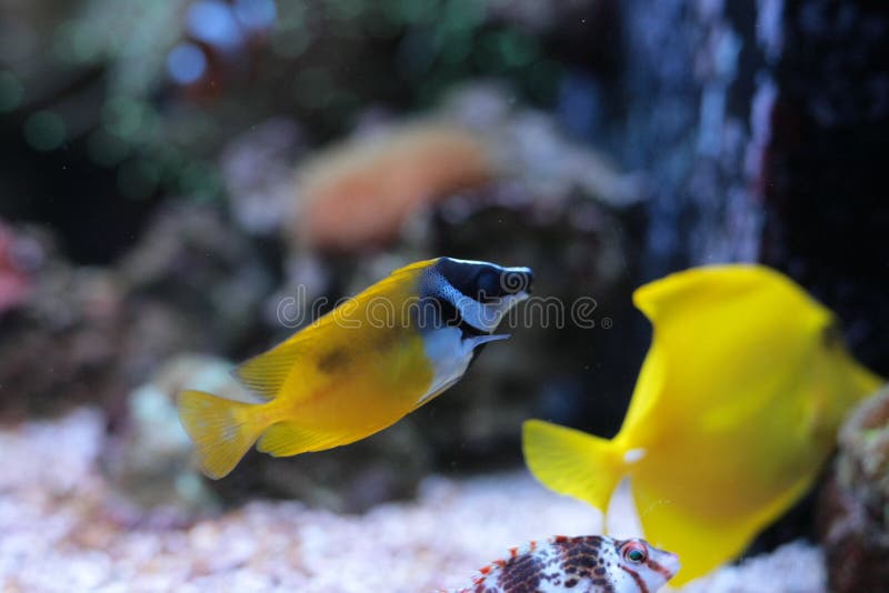 Foxface Rabbitfish in Coral Reef Aquarium Tank Stock Image - Image of ...
