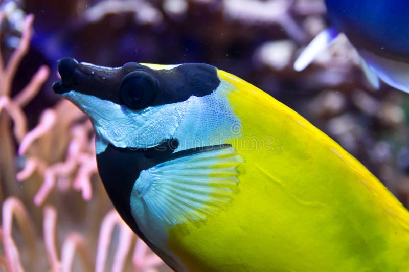 Foxface Rabbitfish Stock Images - Download 119 Royalty Free Photos