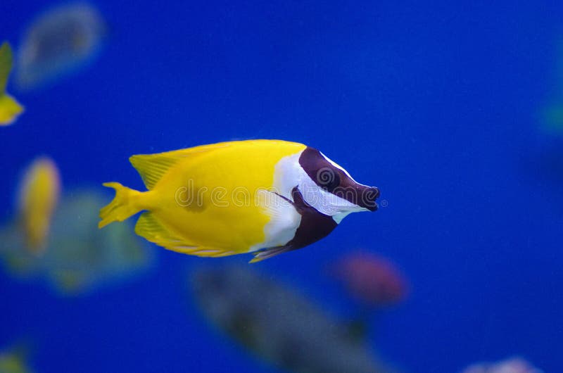 The Foxface Rabbitfish, Siganus Vulpinus Stock Photo - Image of animal ...