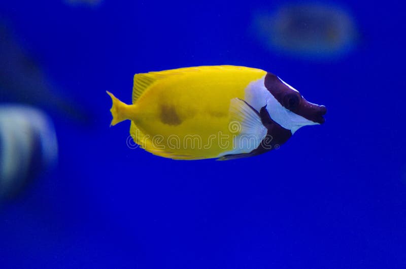 The Foxface Rabbitfish, Siganus Vulpinus Stock Photo - Image of ...