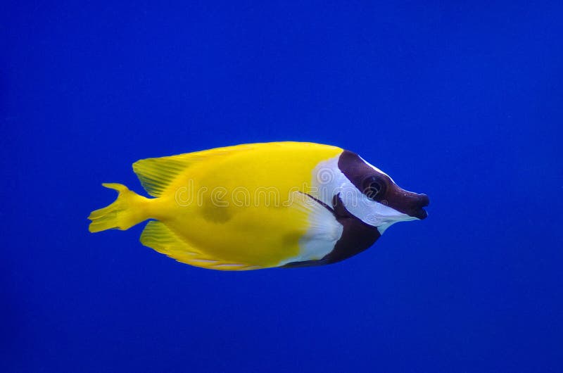 The Foxface Rabbitfish, Siganus Vulpinus Stock Image - Image of ...