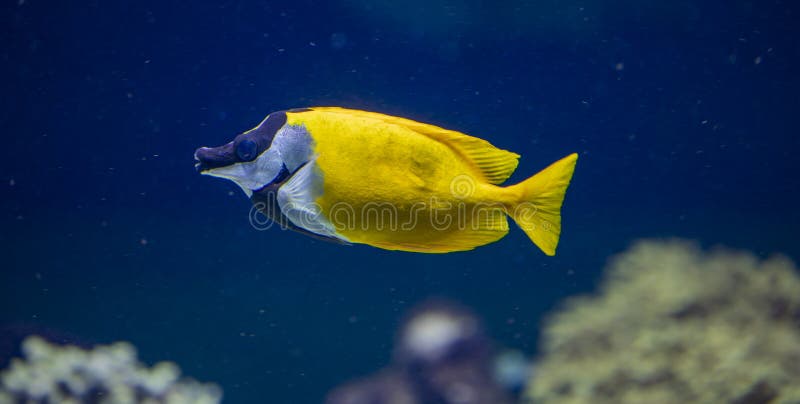 Foxface Rabbitfish Siganus Vulpinus Stock Image - Image of fish, yellow ...