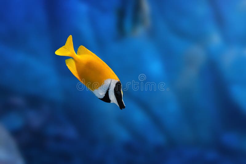 Foxface Rabbitfish - Marine Fish Stock Image - Image of siganidae ...