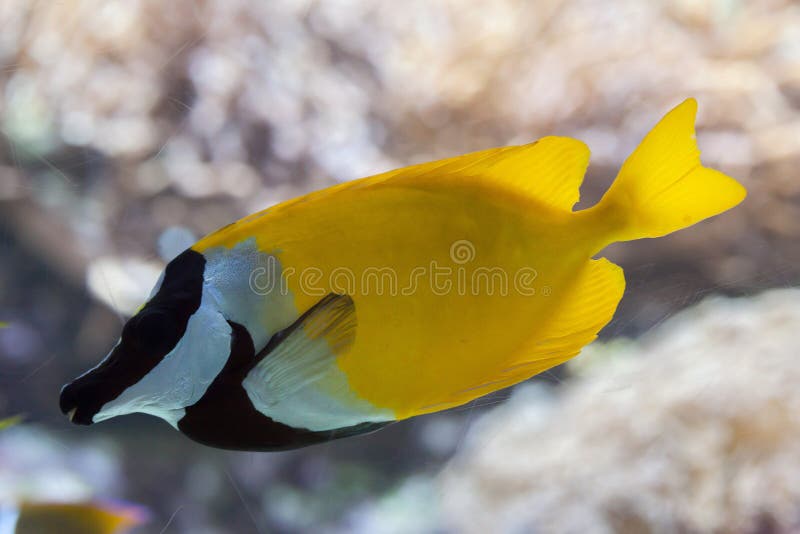 Foxface Rabbitfish Siganus Vulpinus. Stock Photo - Image of great ...