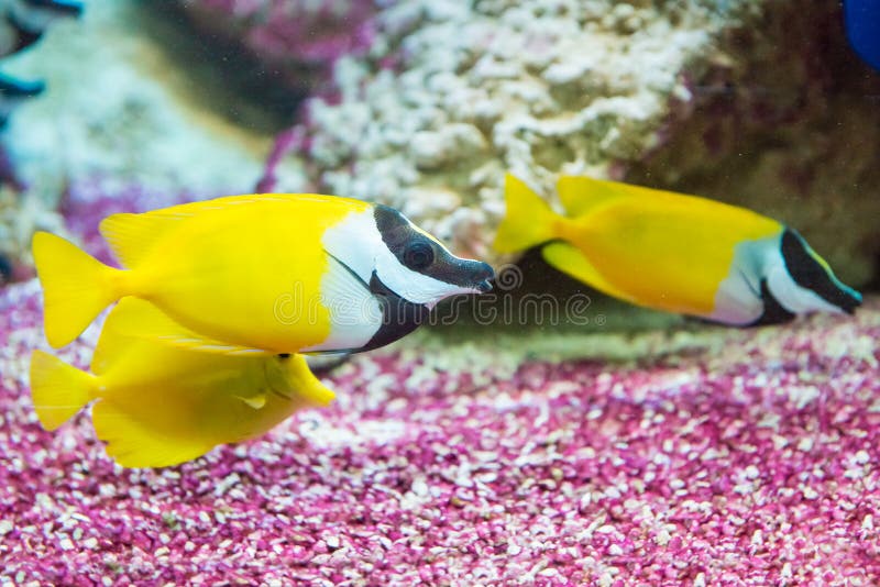 Foxface Rabbitfish stock image. Image of vulpinus, marine - 8665039