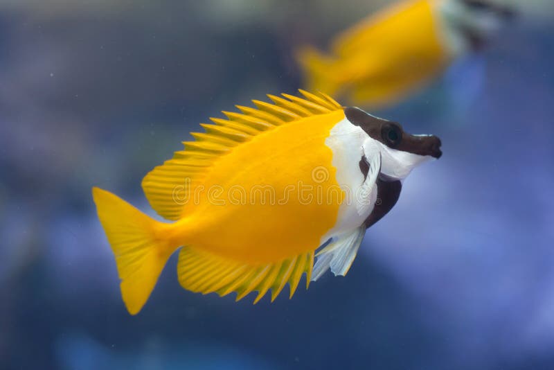 Foxface Rabbitfish Siganus Vulpinus. Stock Image - Image of barrier ...