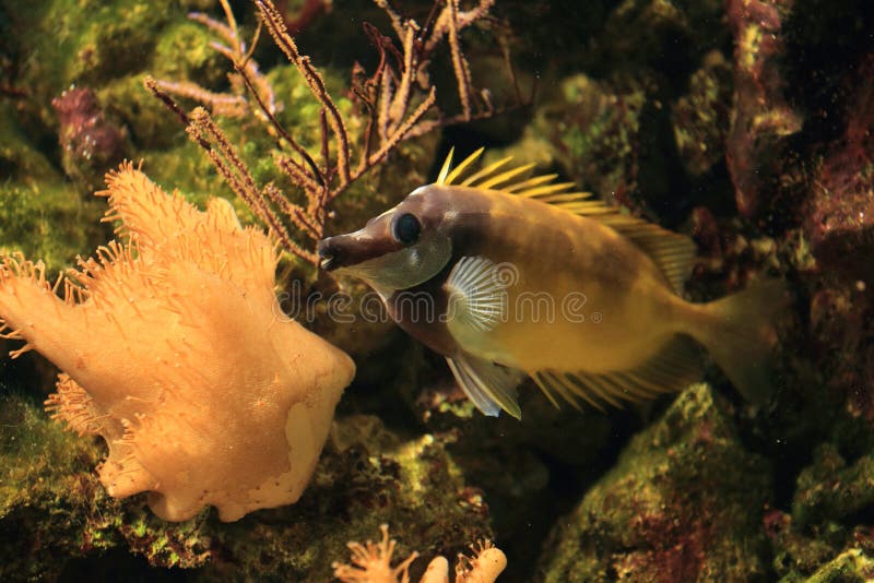 Foxface rabbitfish stock photo. Image of plant, ocean - 30493206