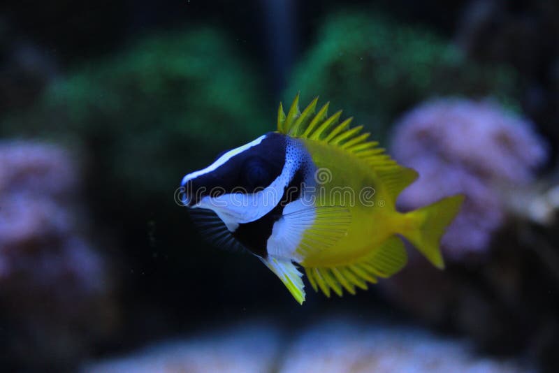 Foxface rabbitfish stock photo. Image of ancora, marine - 78231836