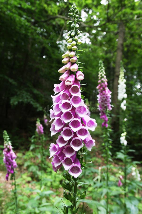 Foxglove stock photo. Image of flora, botany, single - 23198006
