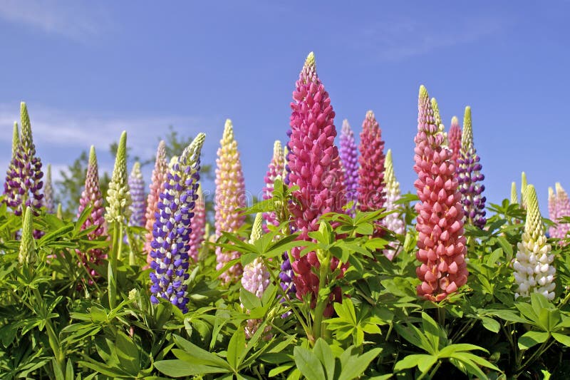 Foxglove Digitalis stock photo. Image of heat, flora - 87503458